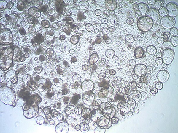 3dGRO™ R-Spondin-1 Conditioned Media Supplement | SCM104